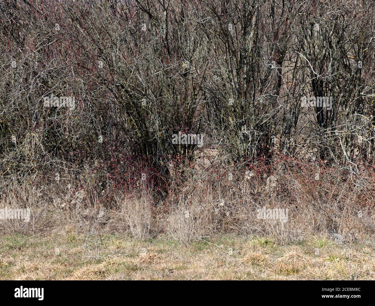 Wild Overgrowth High Resolution Stock Photography and Images - Alamy
