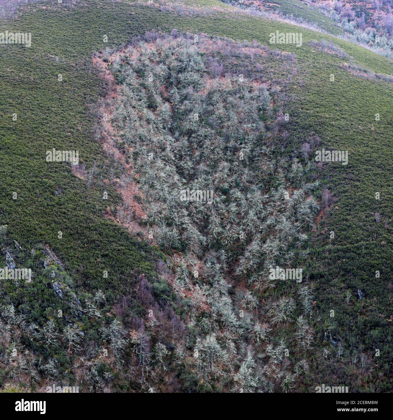 Cold woods hi-res stock photography and images - Alamy