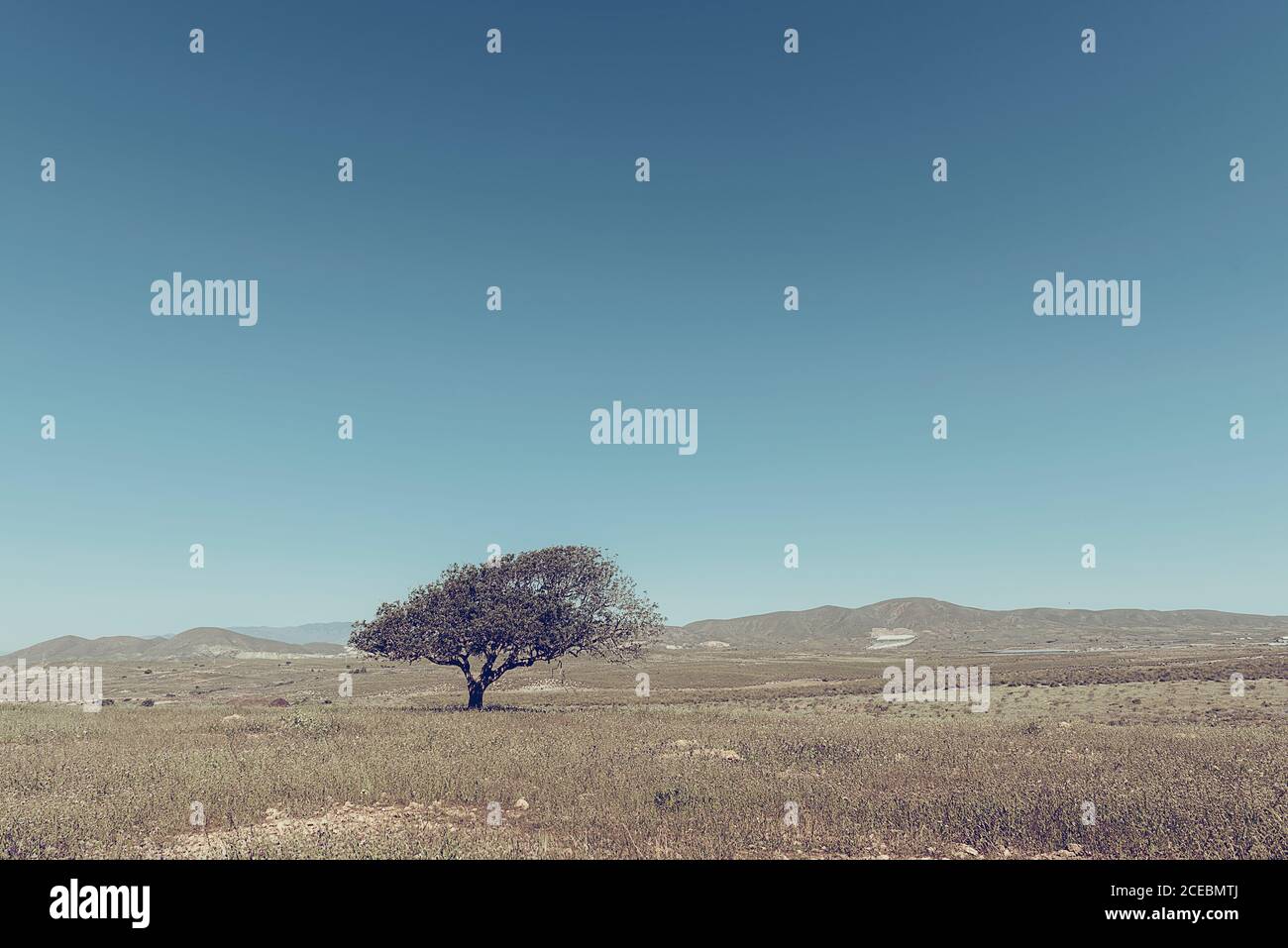 Beautiful large tree growing on vast prairie plains with distant ...