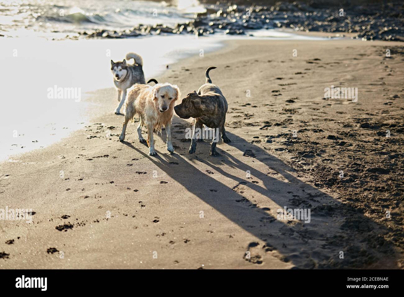 Dogs running near waving sea Stock Photo - Alamy