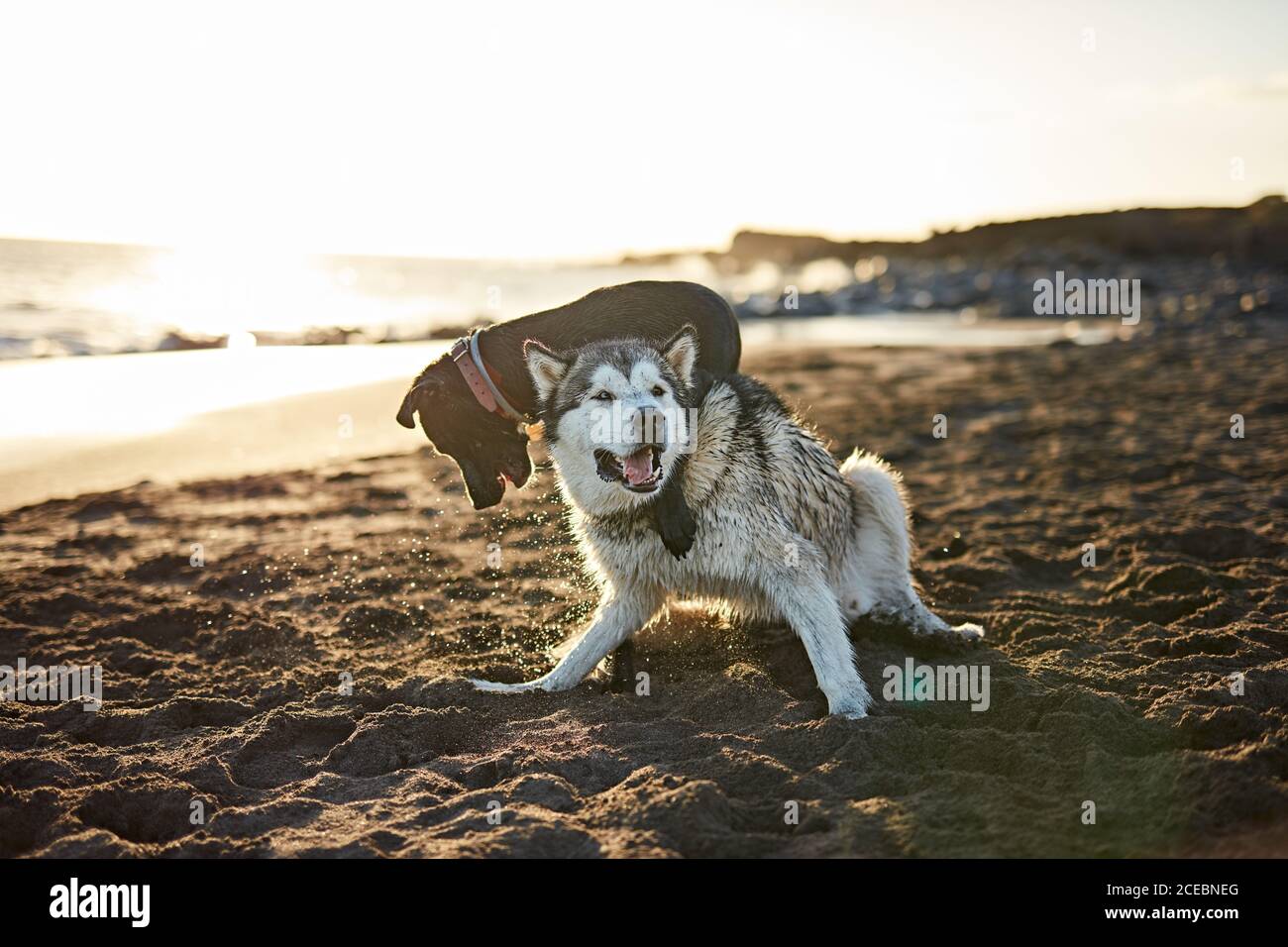 Dogs running near waving sea Stock Photo - Alamy