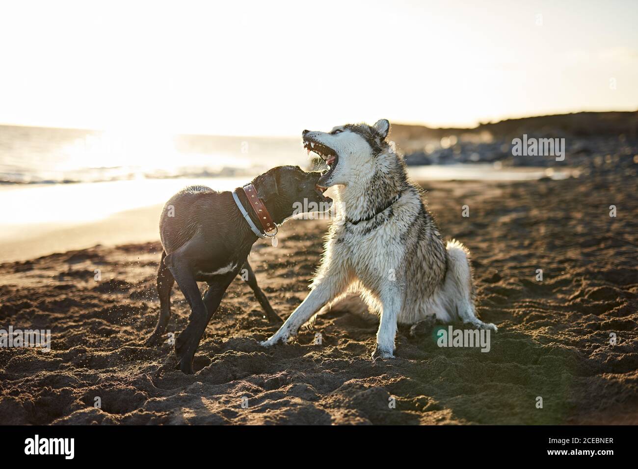 Dogs running near waving sea Stock Photo - Alamy