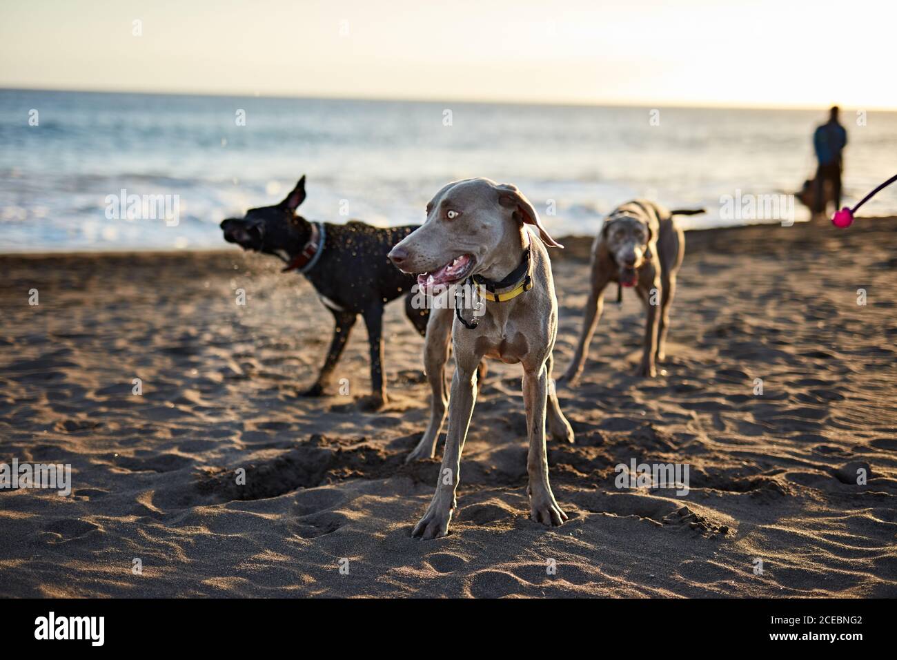 Dogs playing near the sea hi-res stock photography and images - Alamy