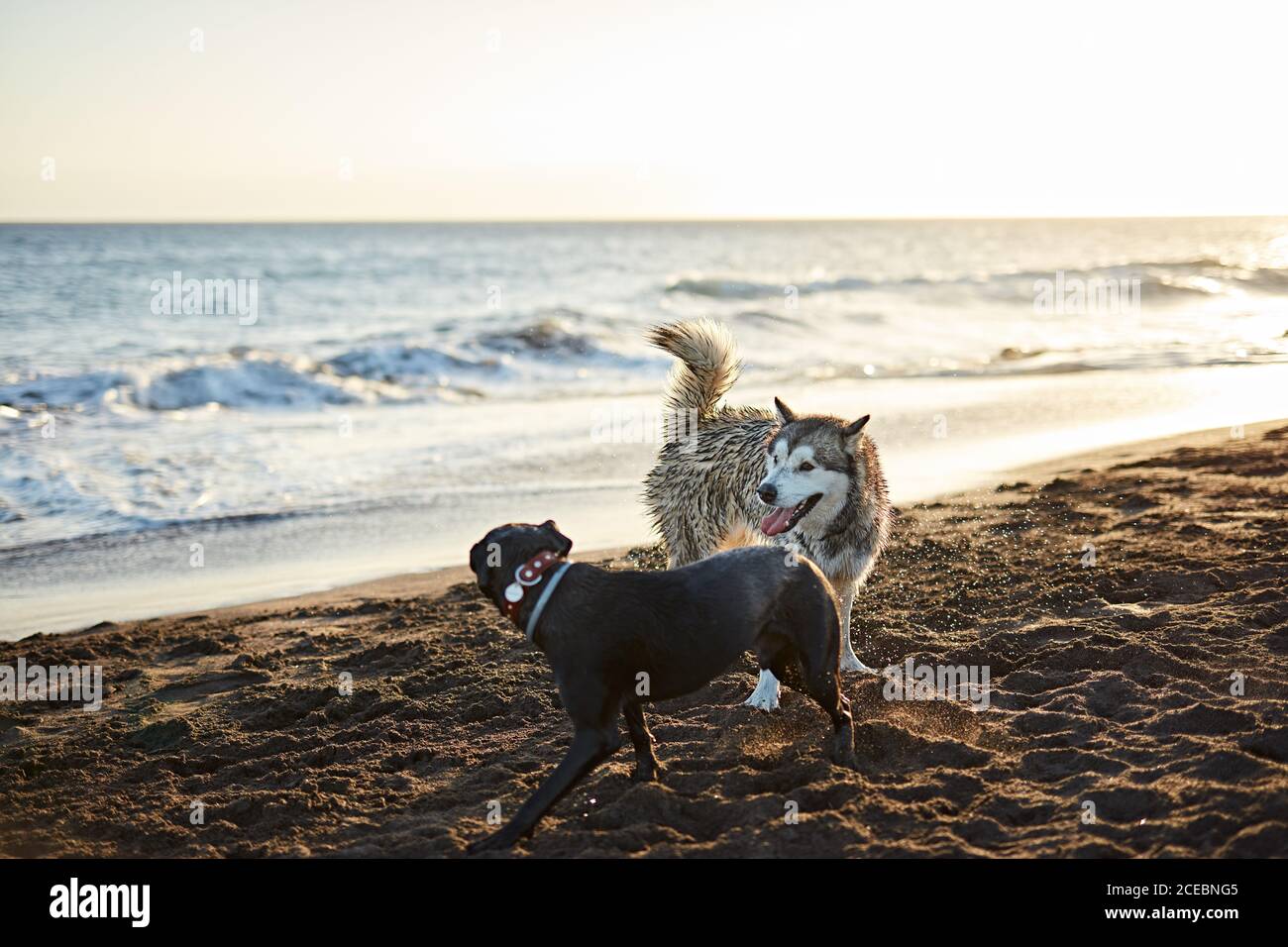 Dogs playing near the sea hi-res stock photography and images - Alamy