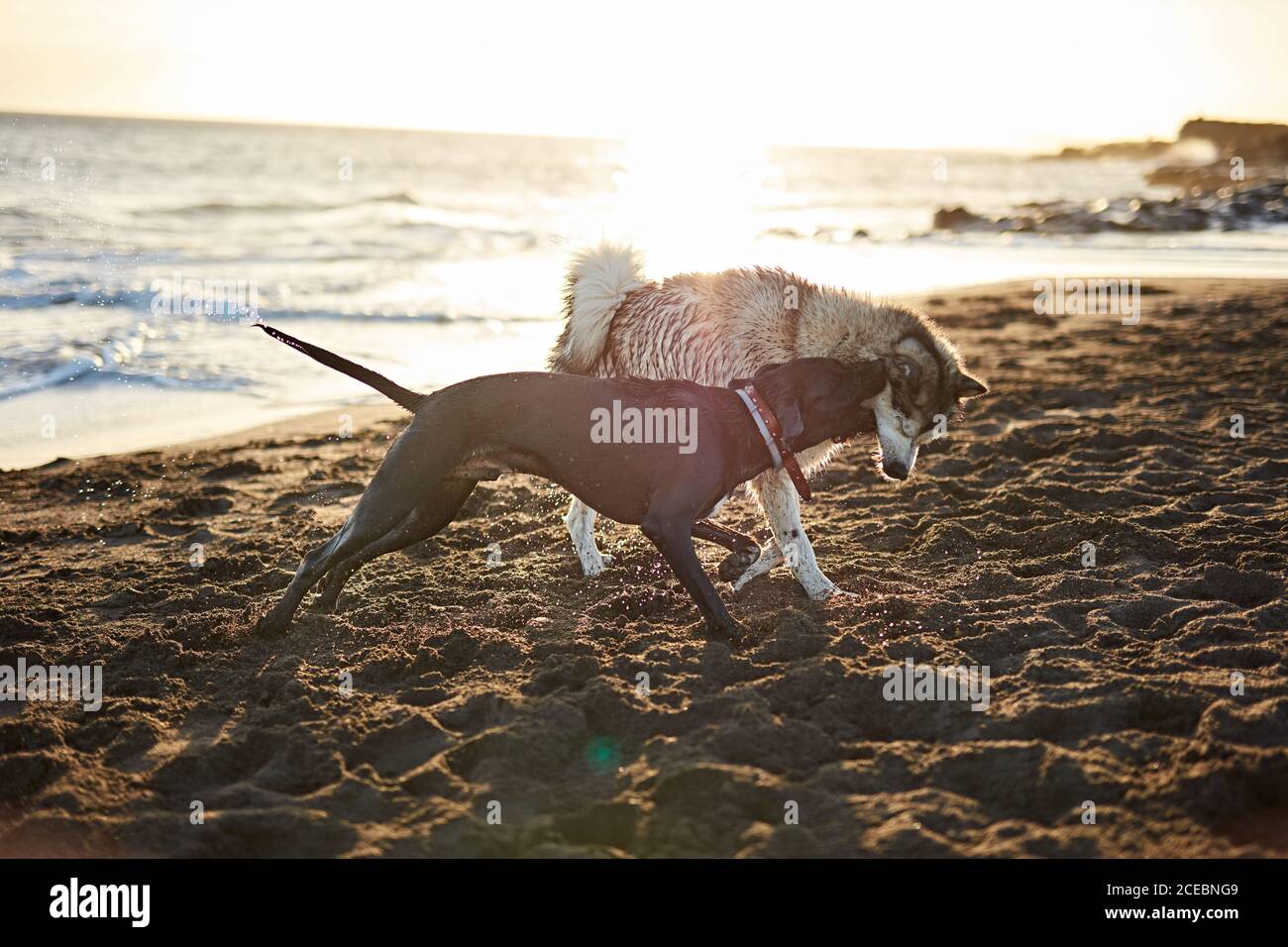 Dogs playing near the sea hi-res stock photography and images - Alamy