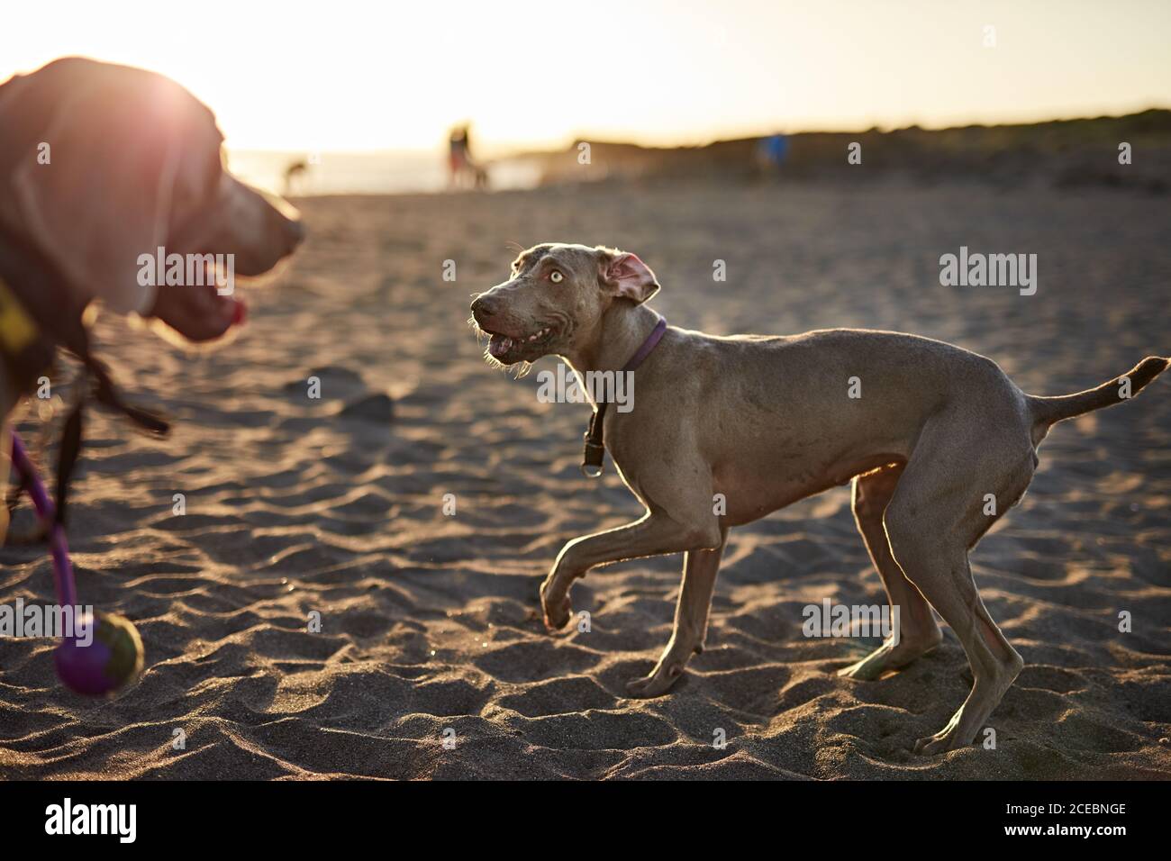 Dogs running near waving sea Stock Photo - Alamy