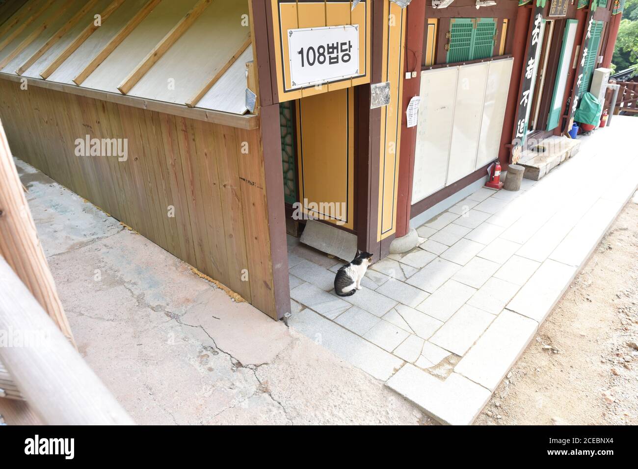 Bodhisattva(cat) living at temple. 20 Jun 2019, Seoraksan National park ...