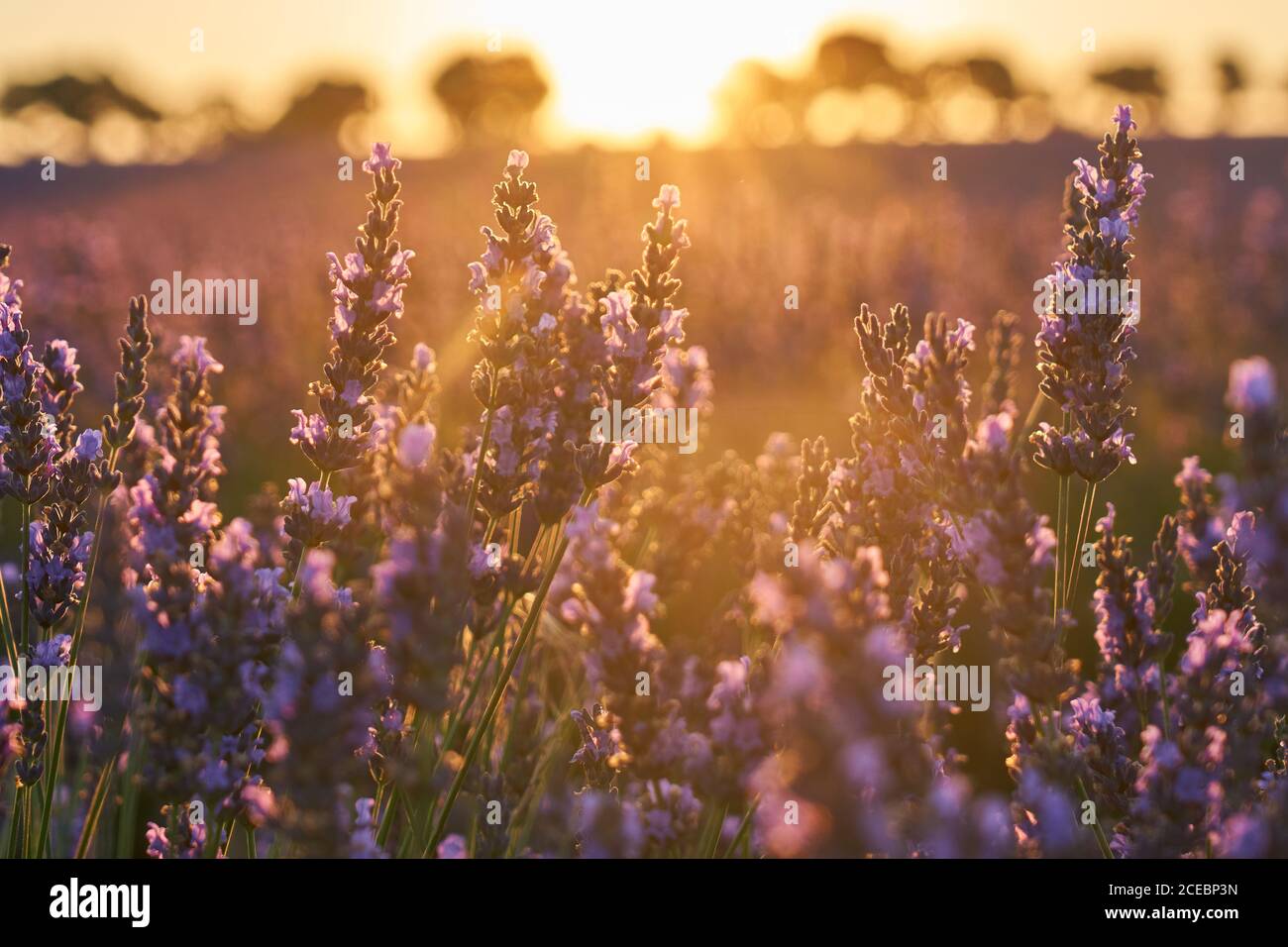 Lavender field at sunset Stock Photo - Alamy