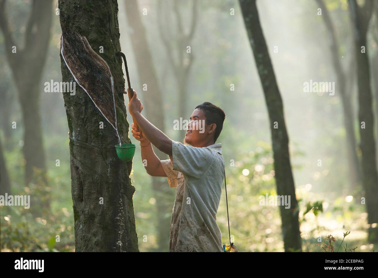 Rubber tapper hi-res stock photography and images - Alamy