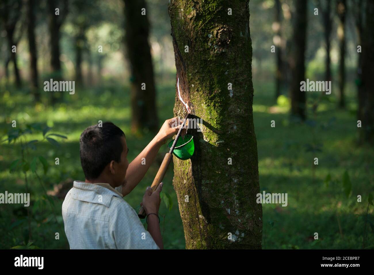 West Java, Indonesia-July 5th, 2020: Hasan works as rubber tapper on ...