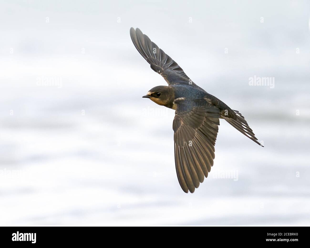 Barn swallow in flight in its natural enviroment Stock Photo - Alamy