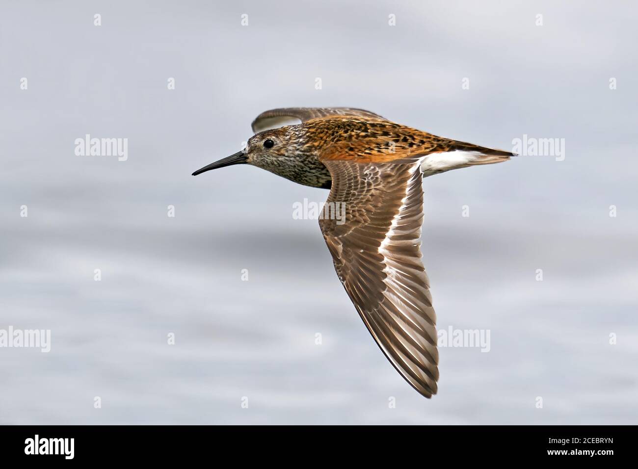 Dunlin in flight hi-res stock photography and images - Alamy