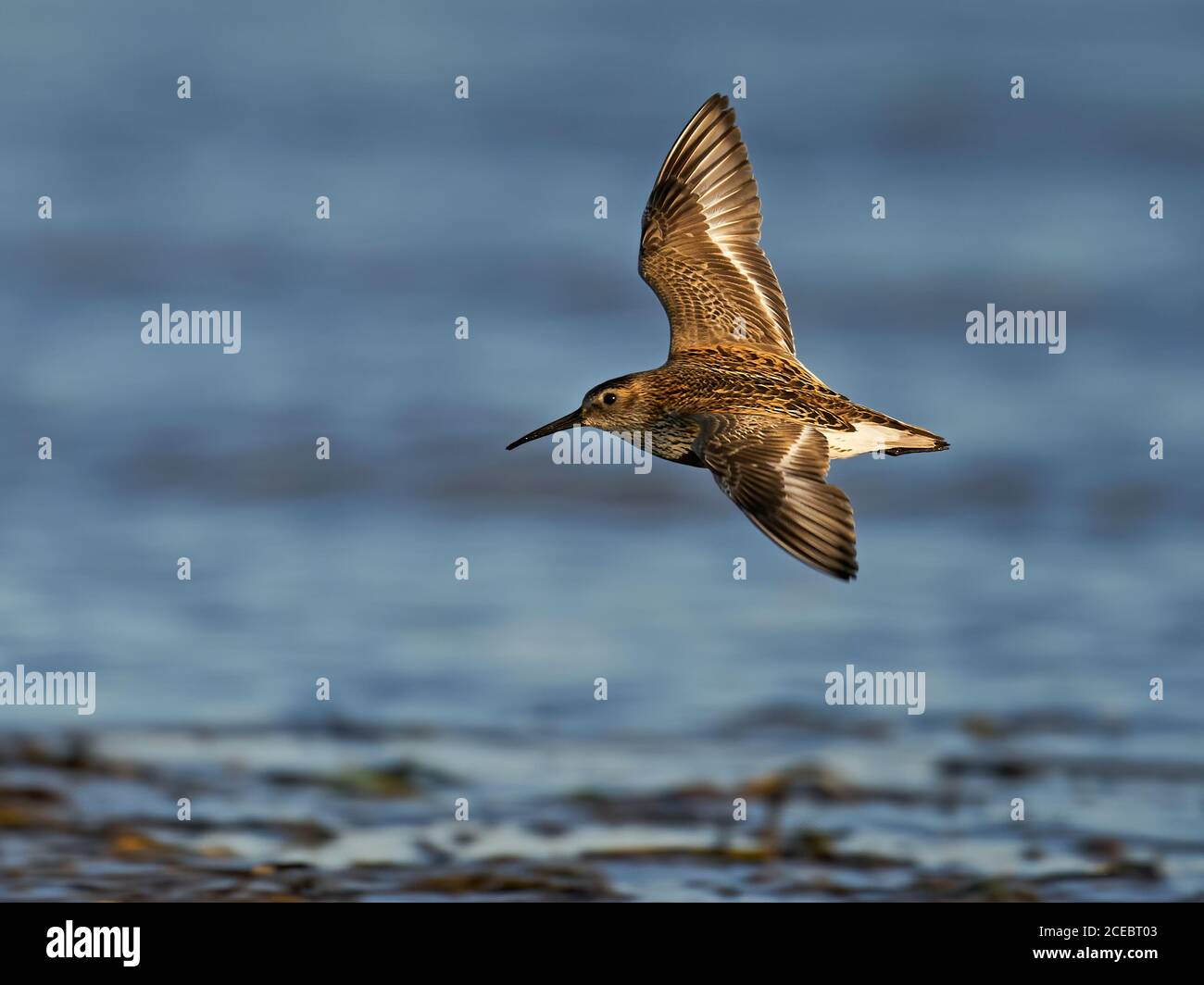 Dunlin in flight hi-res stock photography and images - Alamy