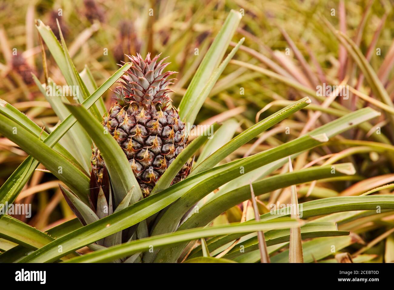 Tropical green bushy tree with ripening pineapple on plantation of El ...