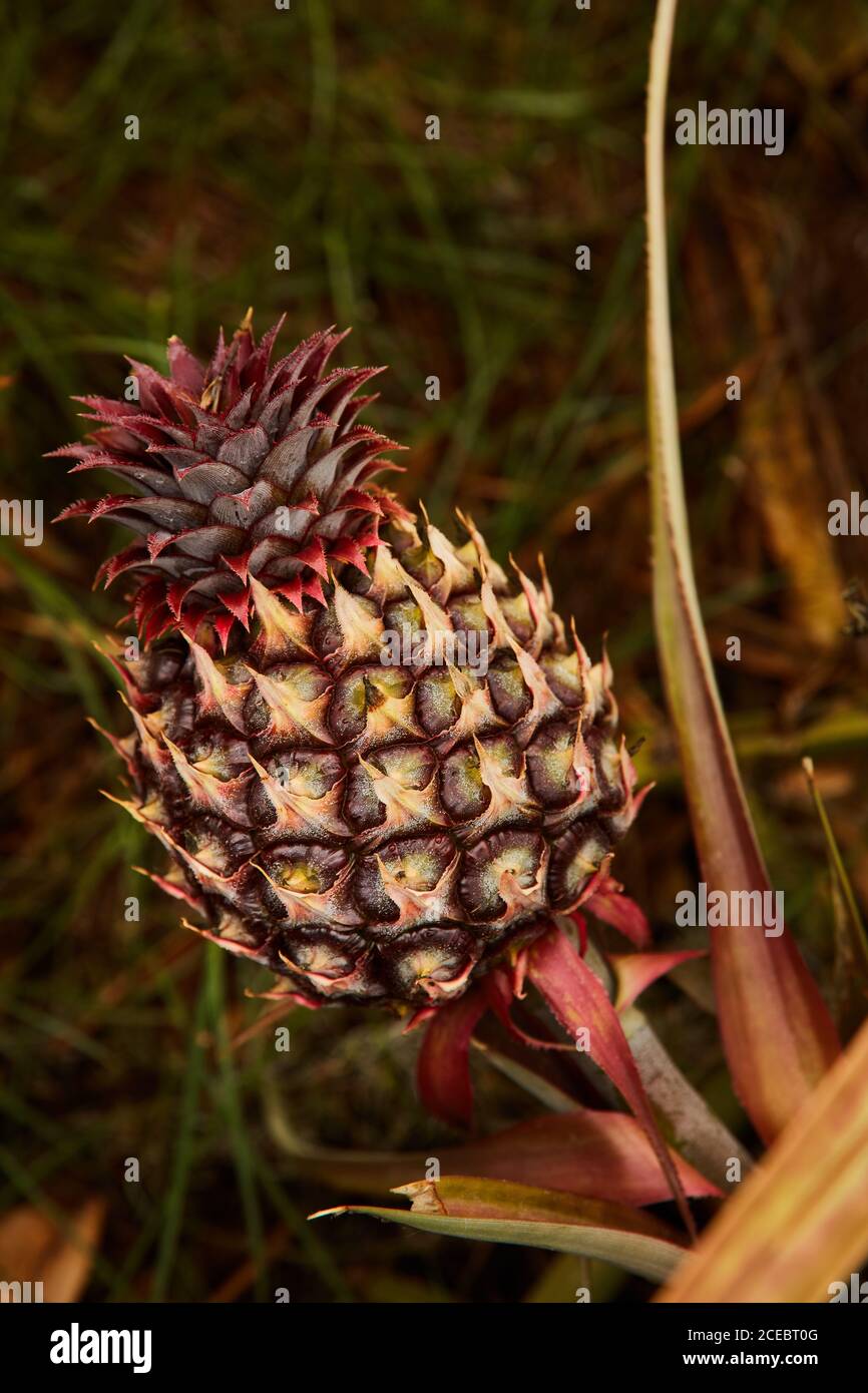 Pineapple bush hi-res stock photography and images - Alamy