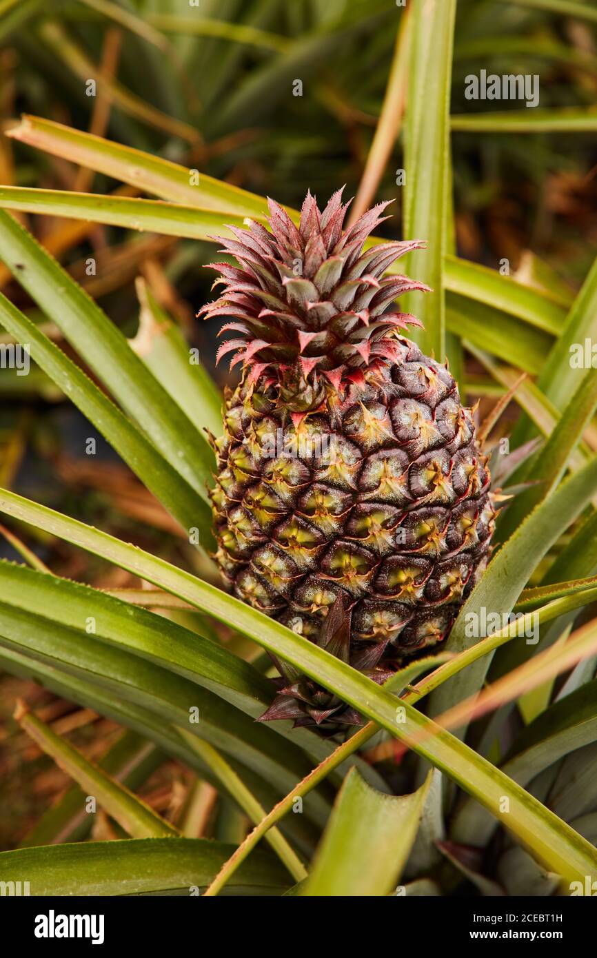 Tropical green bushy tree with ripening pineapple on plantation of El ...