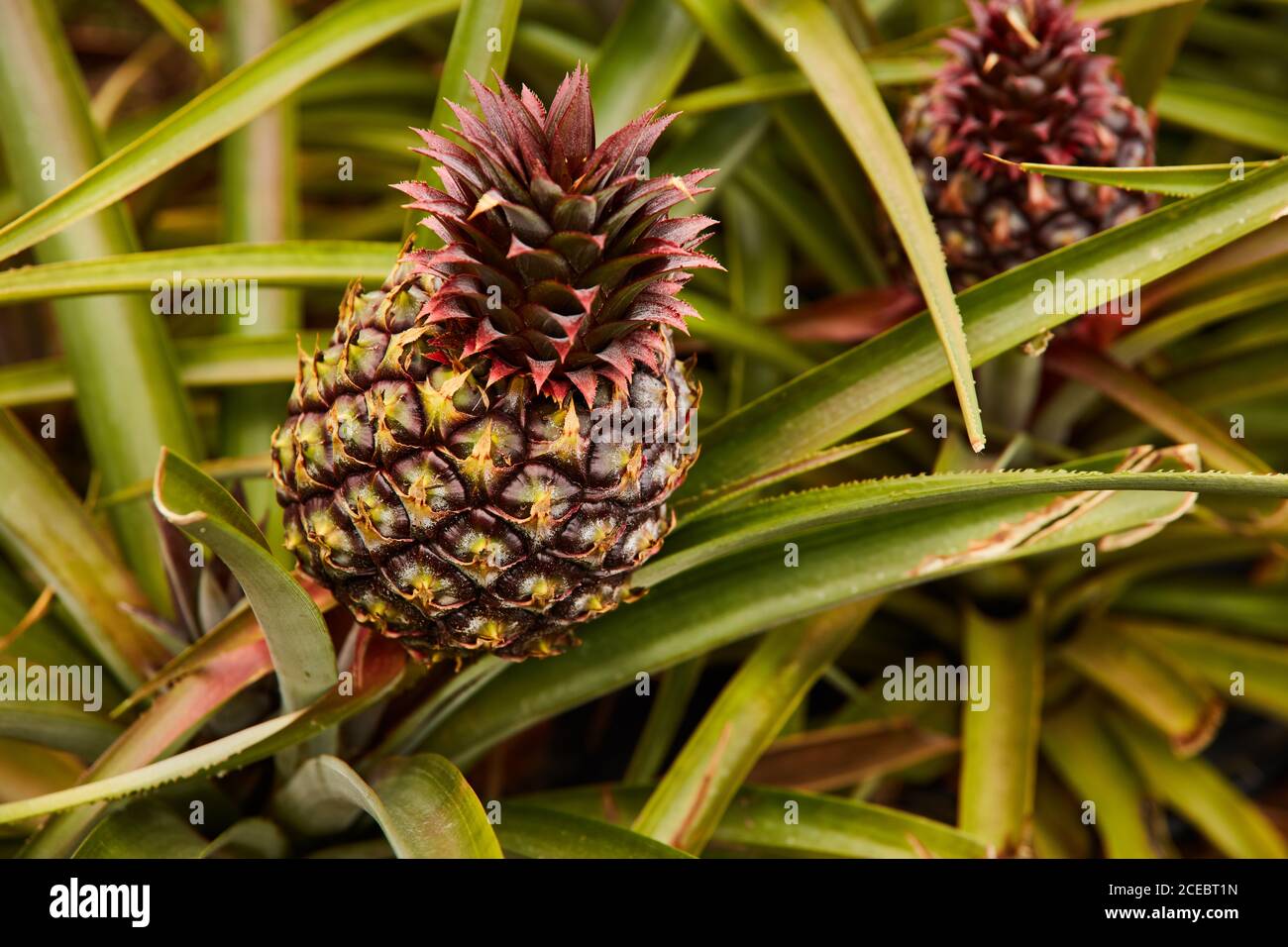 Tropical green bushy tree with ripening pineapple on plantation of El ...