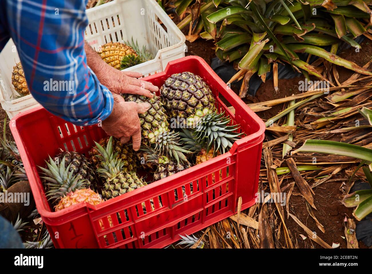Crop man working tropical farmland gathering ripe pineapples plastic ...