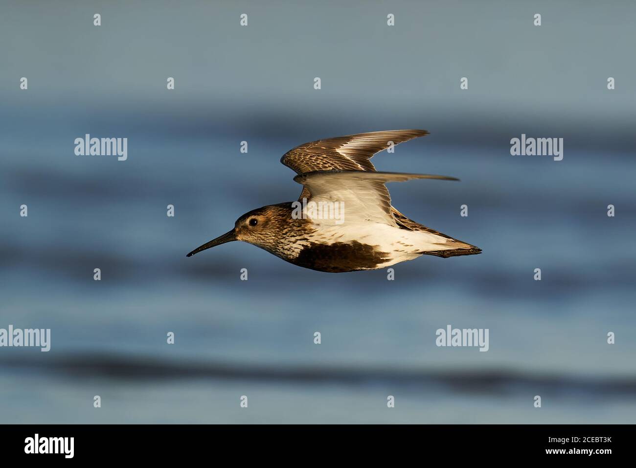 Dunlin in flight hi-res stock photography and images - Alamy