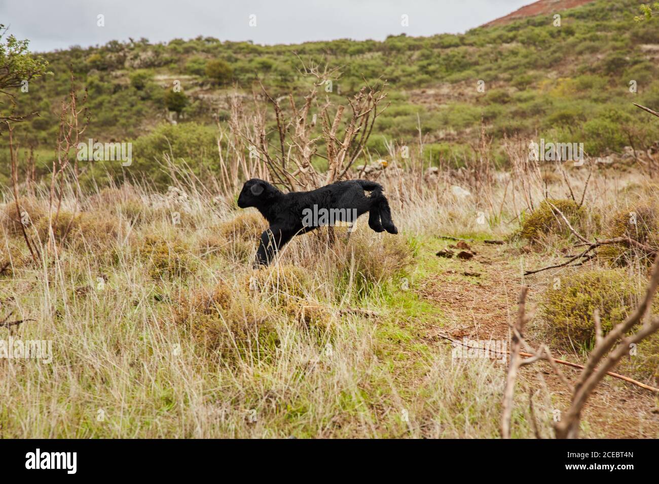 Domestic baby sheep jumping green meadow countryside hi-res stock ...