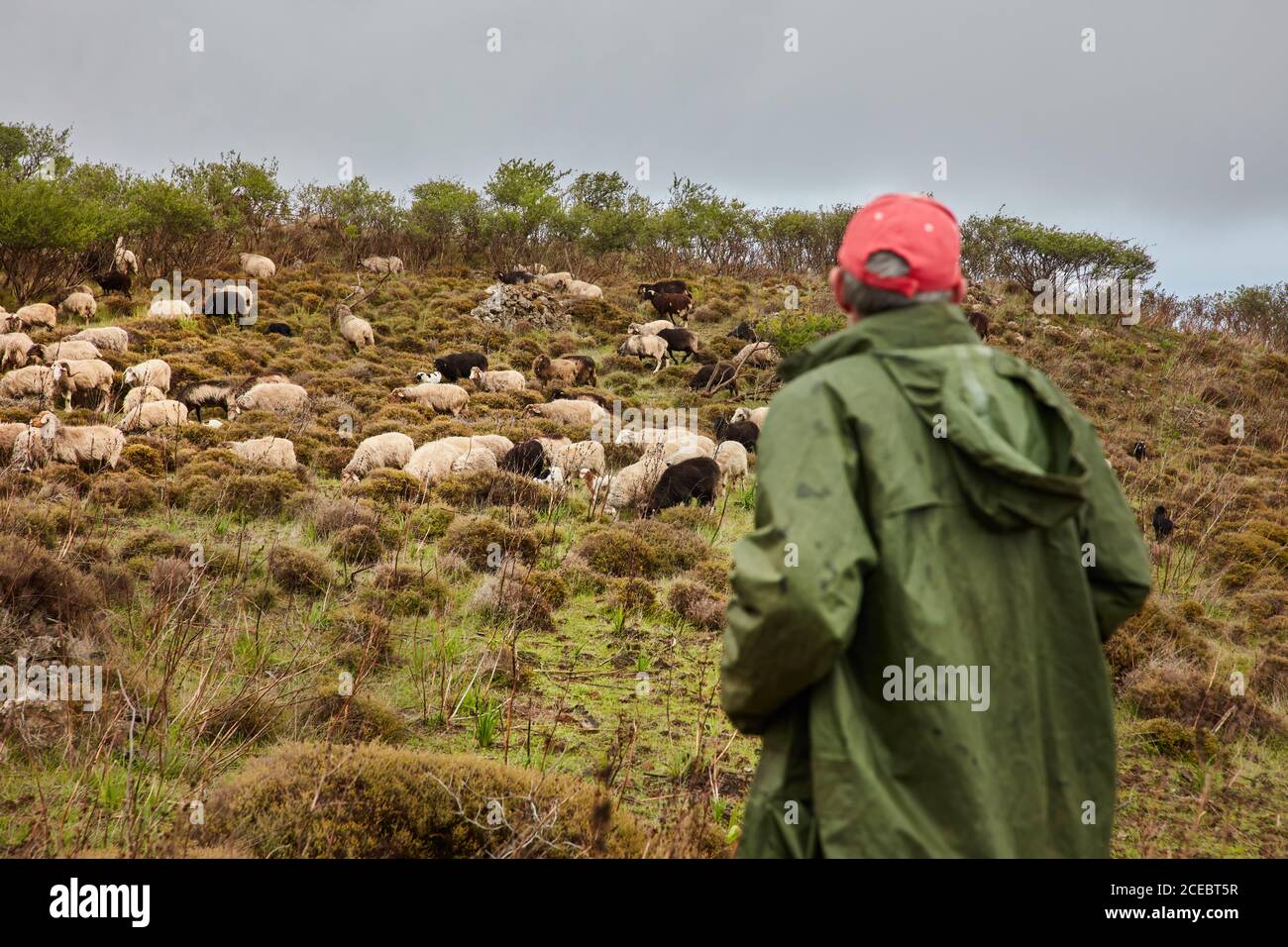 Back view of man in raincoat and cap standing on green hillside with ...
