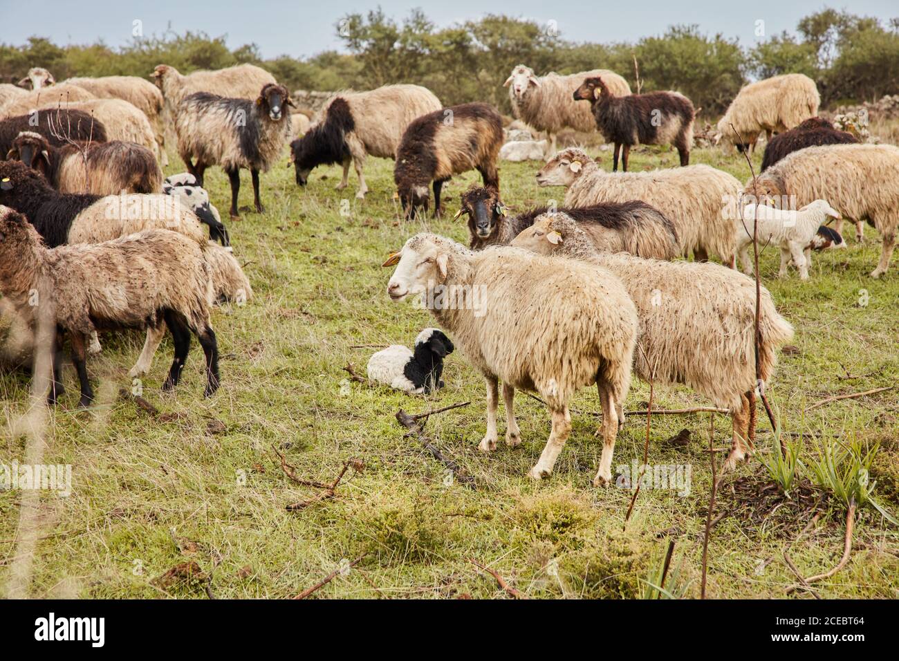 Big herd of domestic sheep with babies grazing on green meadow in ...