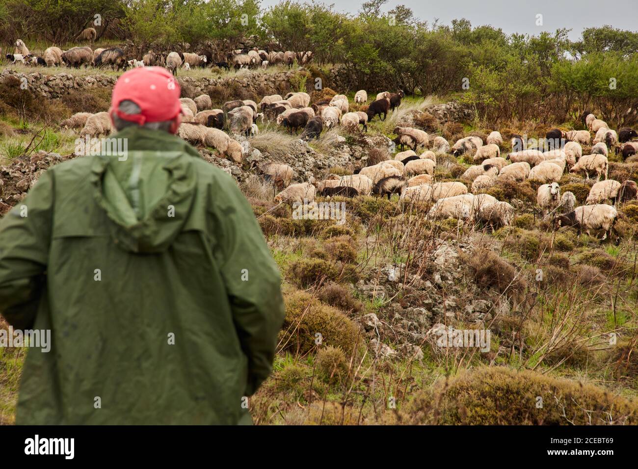 Back view of man in raincoat and cap standing on green hillside with ...
