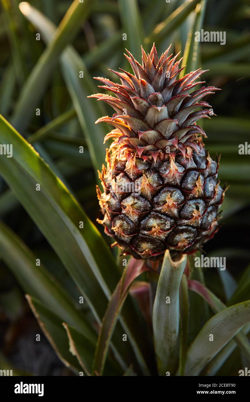 Pineapple tree hi-res stock photography and images - Alamy