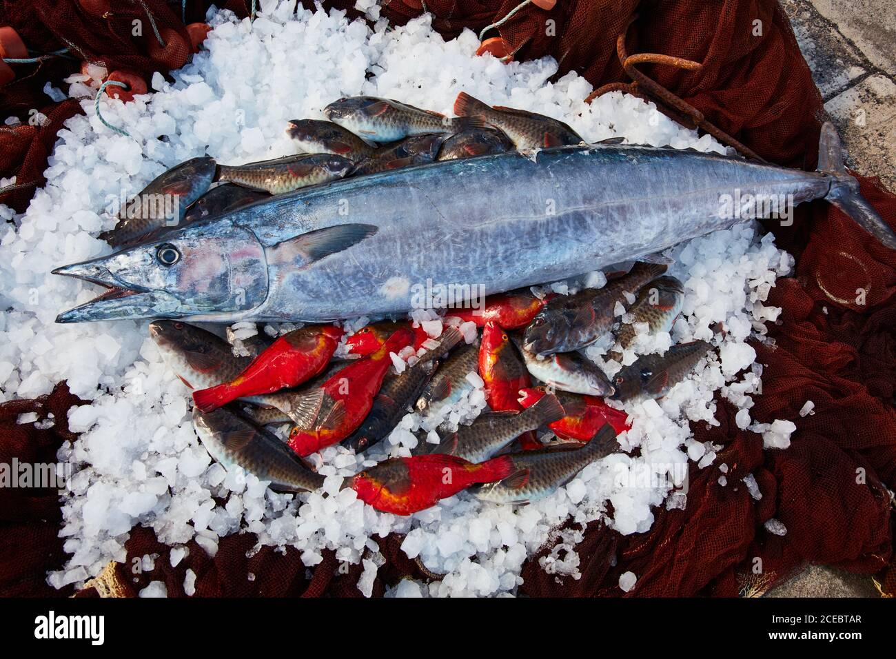 From above of silver shiny fish on cooling ice with fresh catch of ...