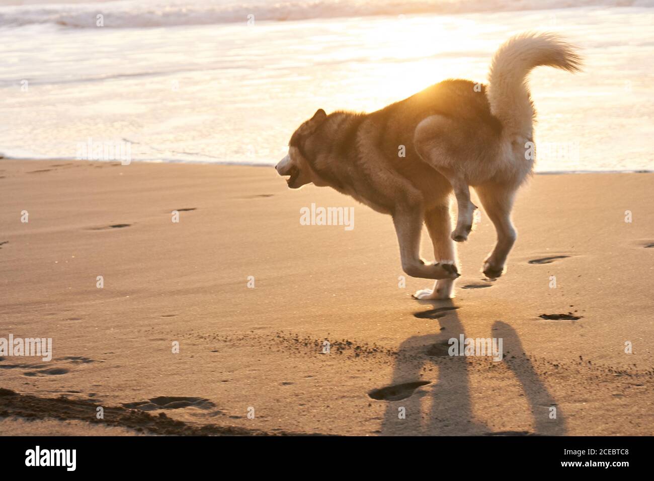 Furry travel companion hi-res stock photography and images - Alamy