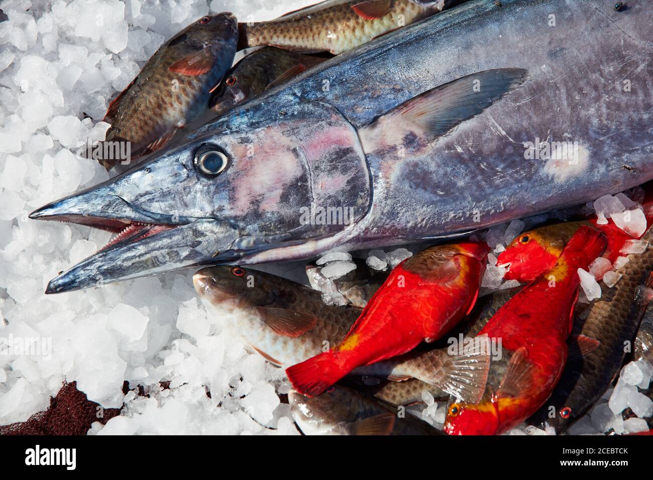 From above of silver shiny fish on cooling ice with fresh catch of ...