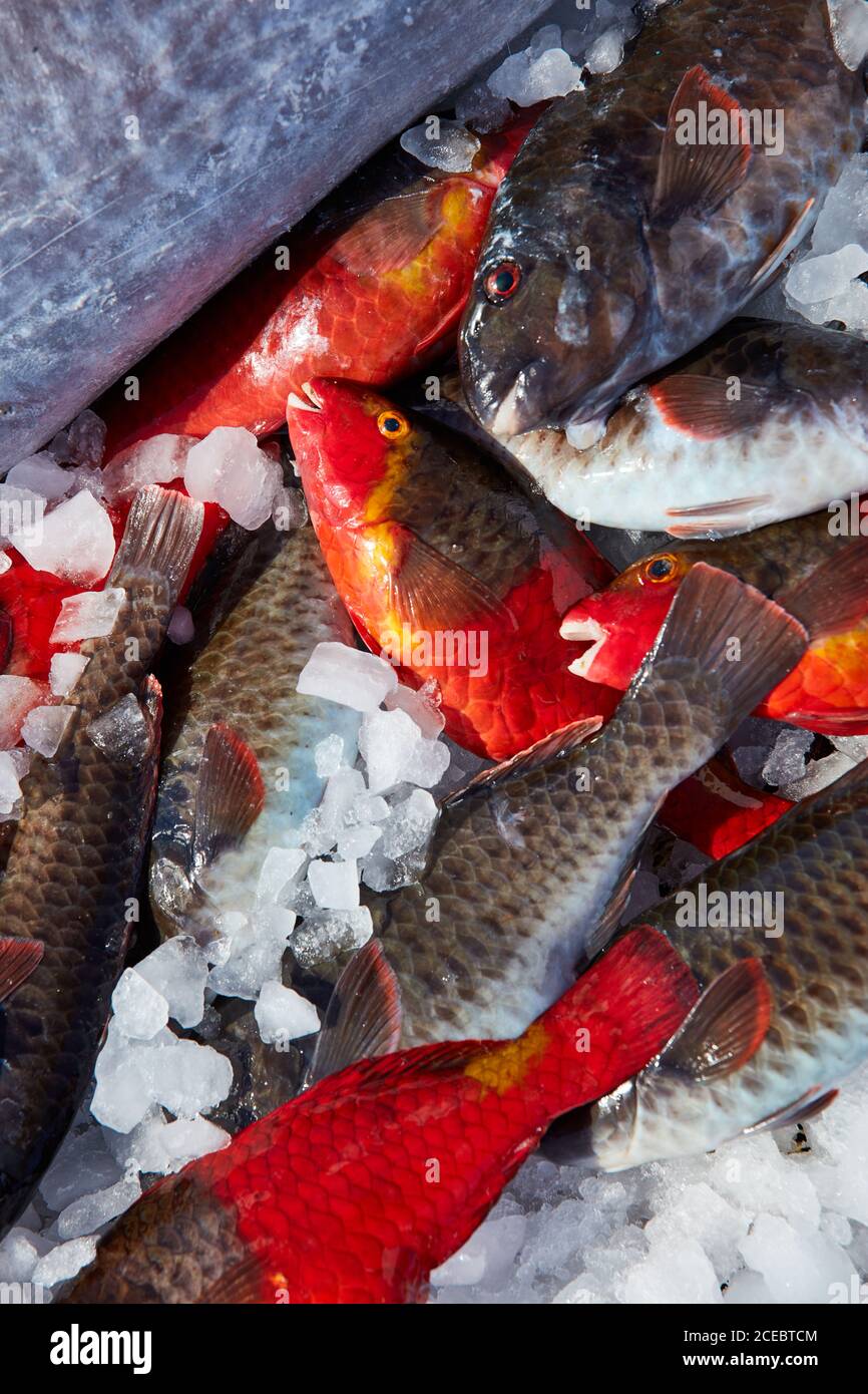 From above cooling ice with fresh catch of small fish Stock Photo - Alamy