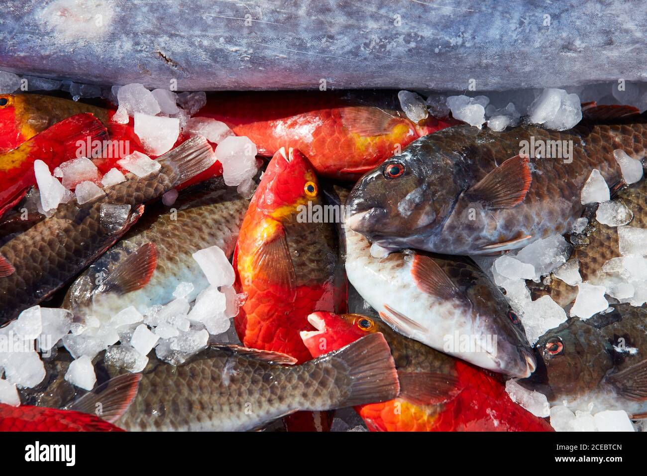 Catch small fish hi-res stock photography and images - Alamy