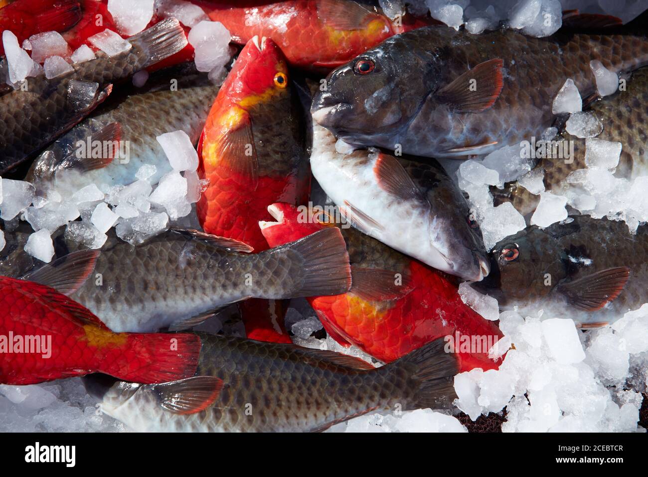 Catch small fish hi-res stock photography and images - Alamy