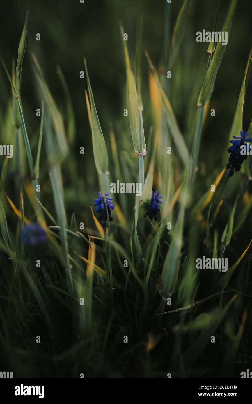 Tiny grass flowers hi-res stock photography and images - Alamy