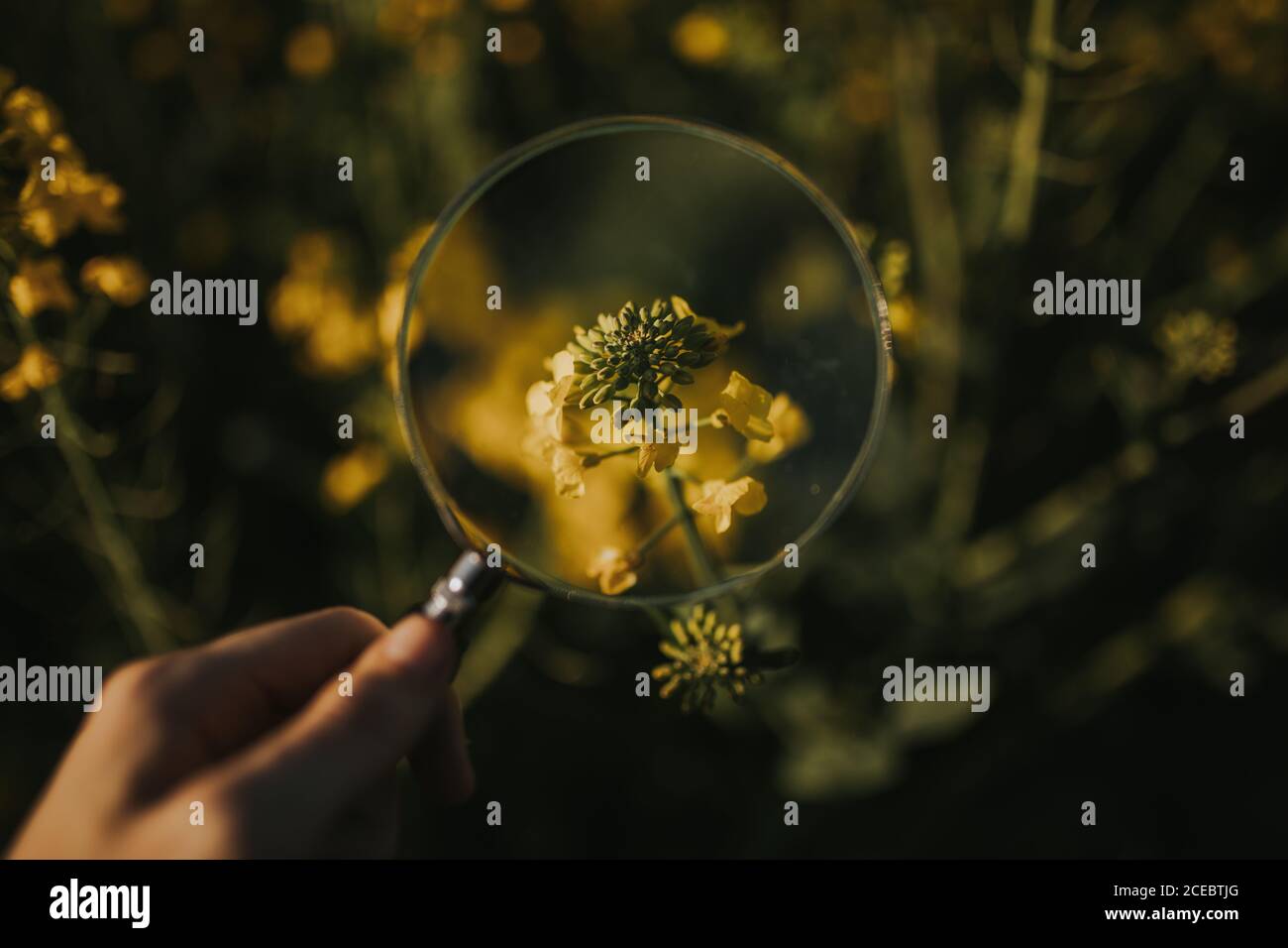 Flower In Magnifying Glass High Resolution Stock Photography and Images ...