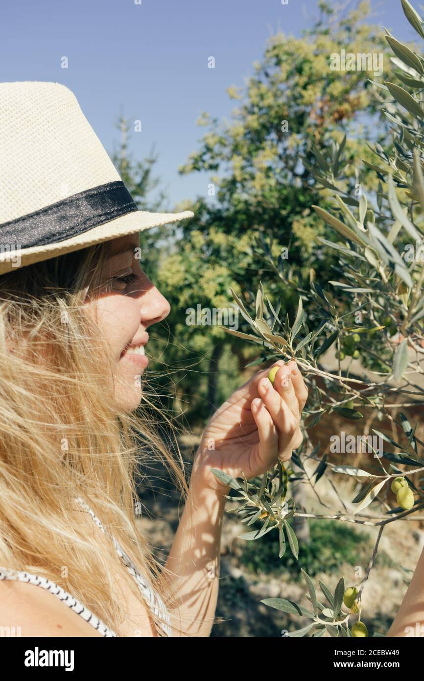 Woman picking olive hi-res stock photography and images - Alamy