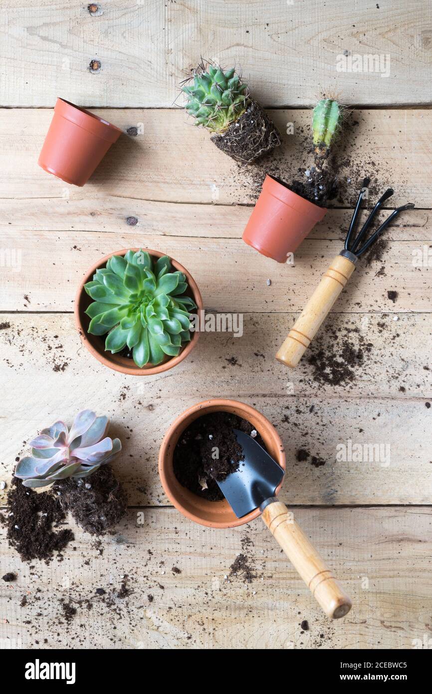 Crop person planting beautiful cactus plant Stock Photo - Alamy