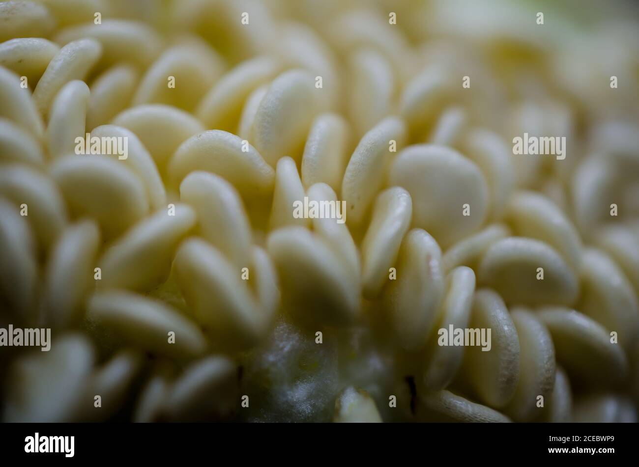 Capsicum seed from micro shoot Stock Photo - Alamy
