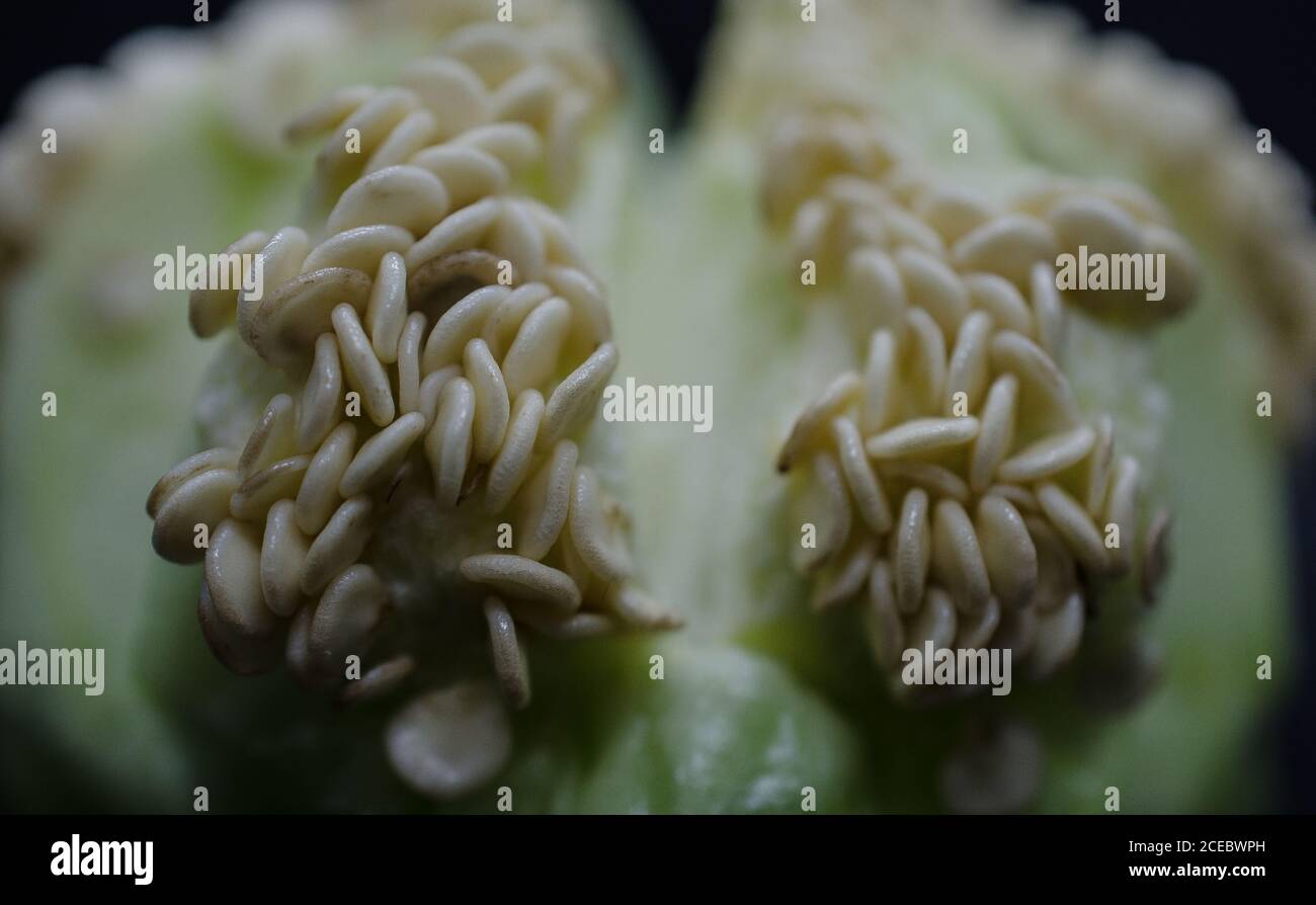 Capsicum micro seeds Stock Photo - Alamy