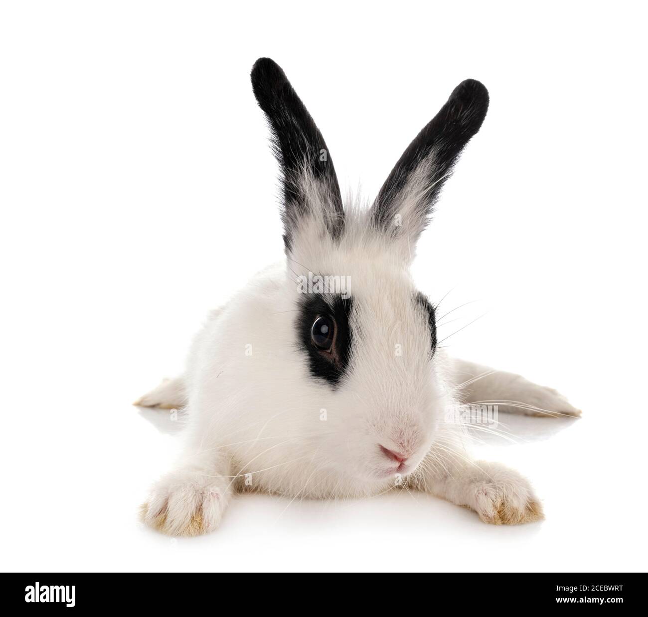 English spot hi-res stock photography and images - Alamy