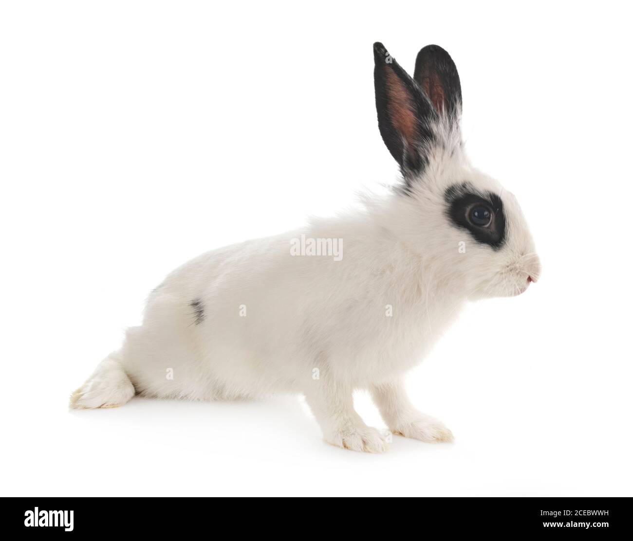 English spot hi-res stock photography and images - Alamy