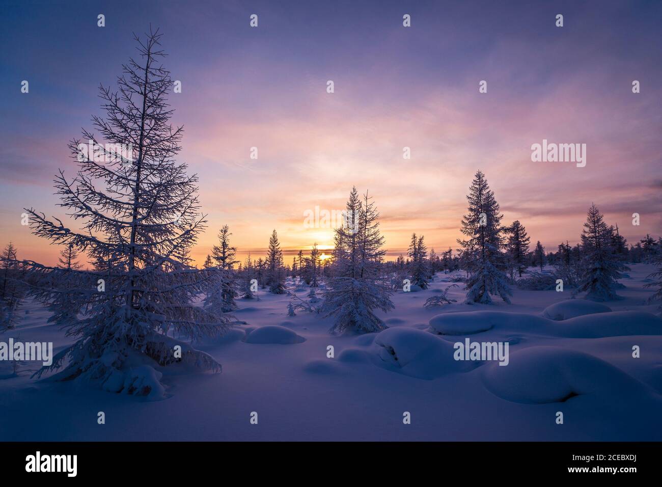 Winter night snowscape with violet forest and sunset Stock Photo - Alamy