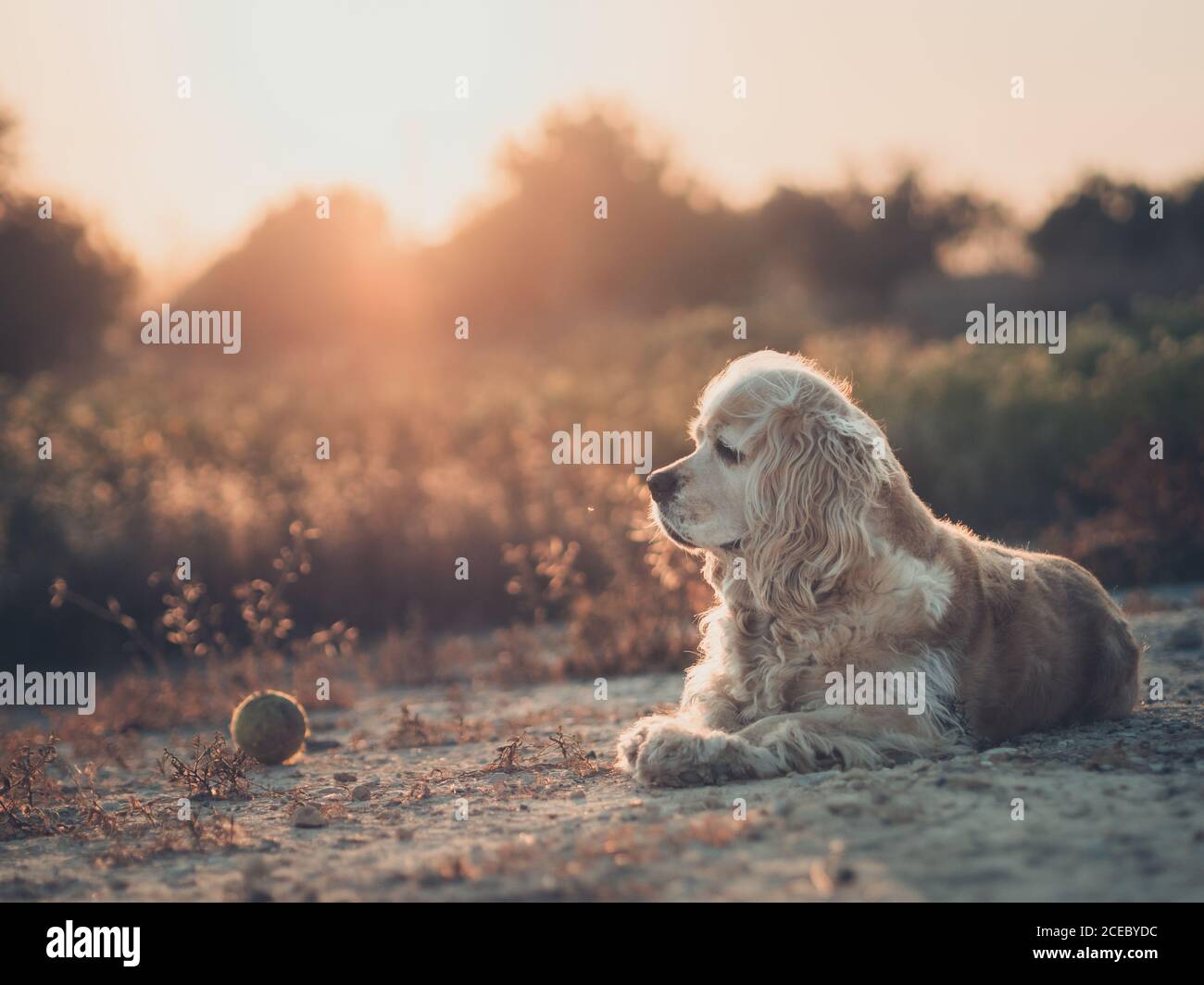 Funny dog lying on ground between plants Stock Photo - Alamy