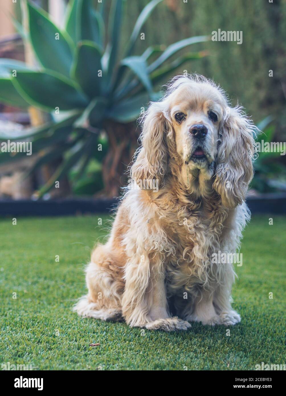 Funny dog lying on ground between plants Stock Photo - Alamy