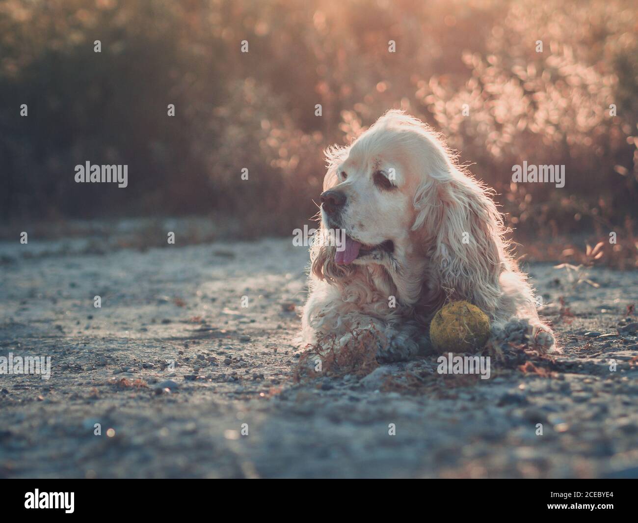 Funny dog lying on ground between plants Stock Photo - Alamy