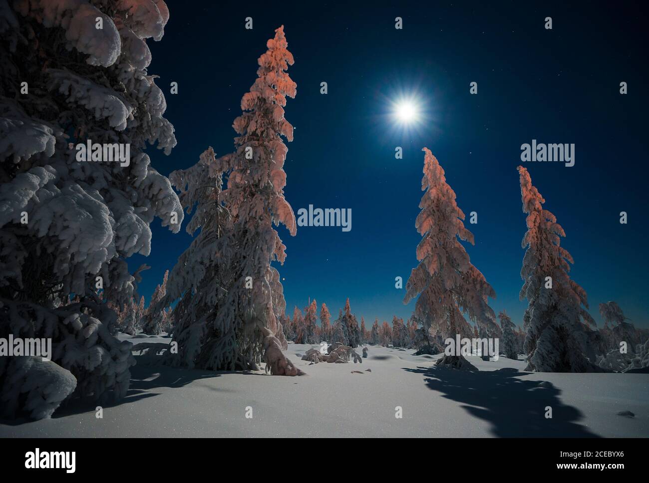 Winter night landscape with moon, trees and shadows Stock Photo - Alamy
