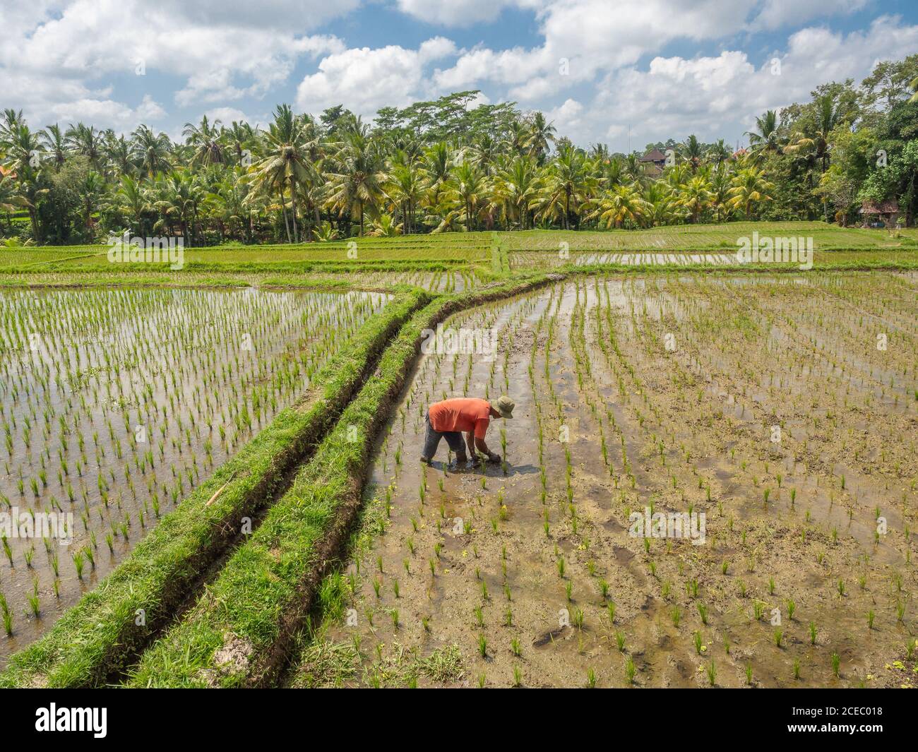 Anonymous peasant planting rice hi-res stock photography and images - Alamy