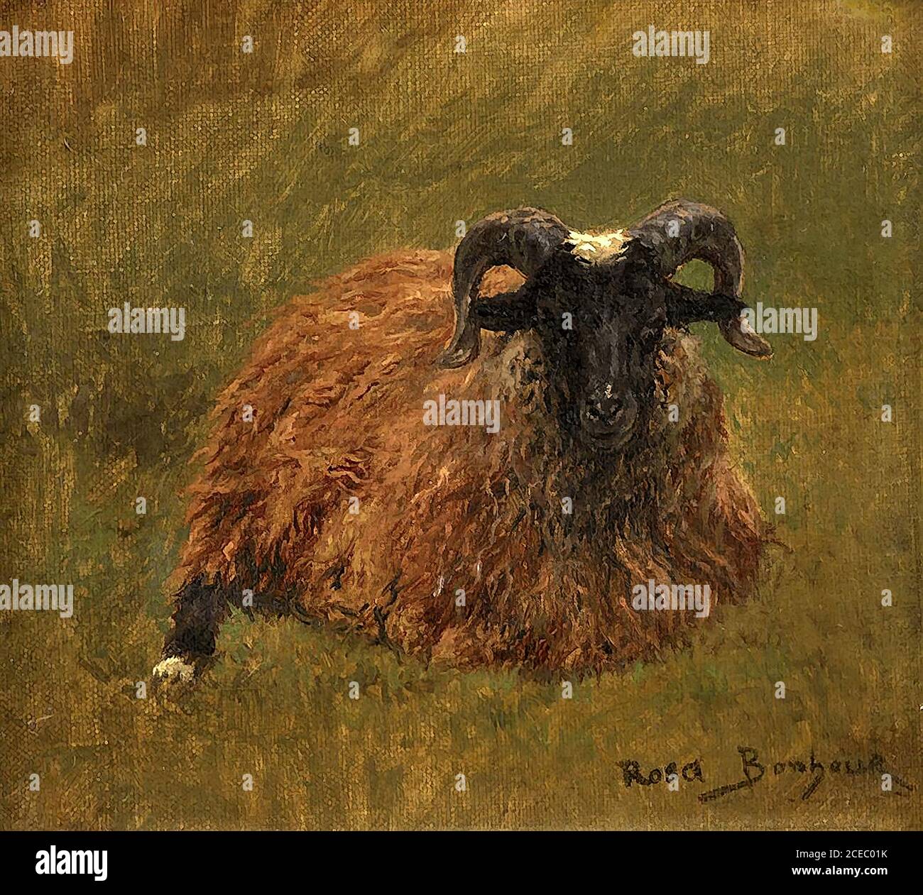 French ram hi-res stock photography and images - Alamy