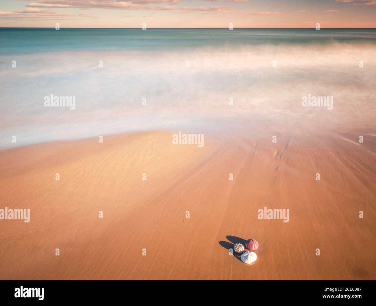 Three small mollusks on wet sand near majestic waving sea on resort ...